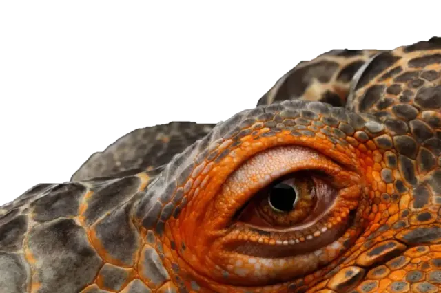 Worcester City Art Gallery and Museum